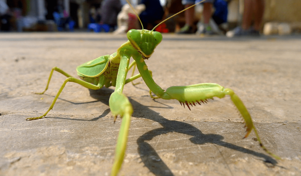 Insects may experience pain in a manner similar to vertebrates - The ...